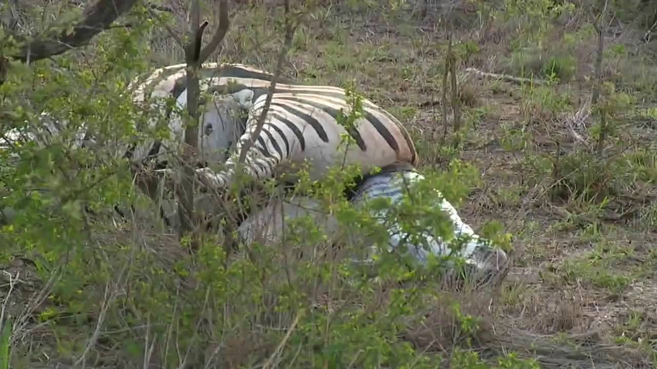 Zebra giving birth, caught on camera - YouTube