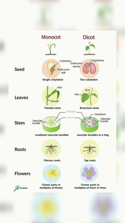 difference between monocots and dicots - YouTube