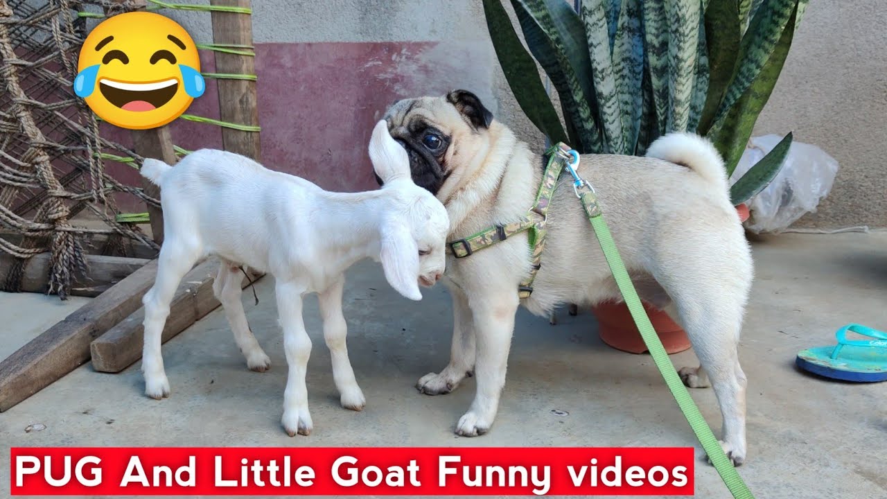 "Pug and Little Goat: Hilarious Animal Duo!" 😅 | dog and goat funny ...