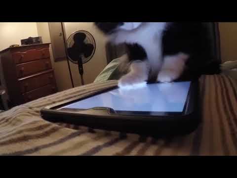 😹*THE MIGHTY MOUSE HUNTRESS*😹 Norwegian Forest Cat *TRIES* to Catch a Mouse