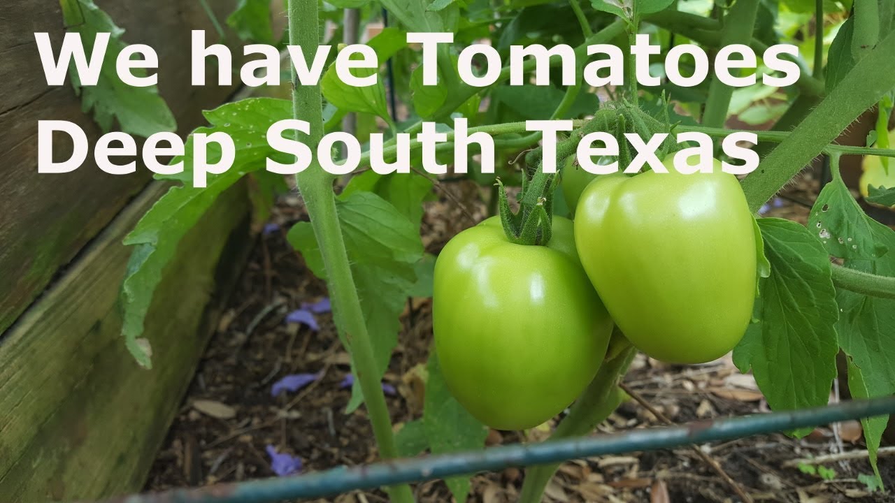 Deep South Texas April 1st 2018 Garden Update - YouTube