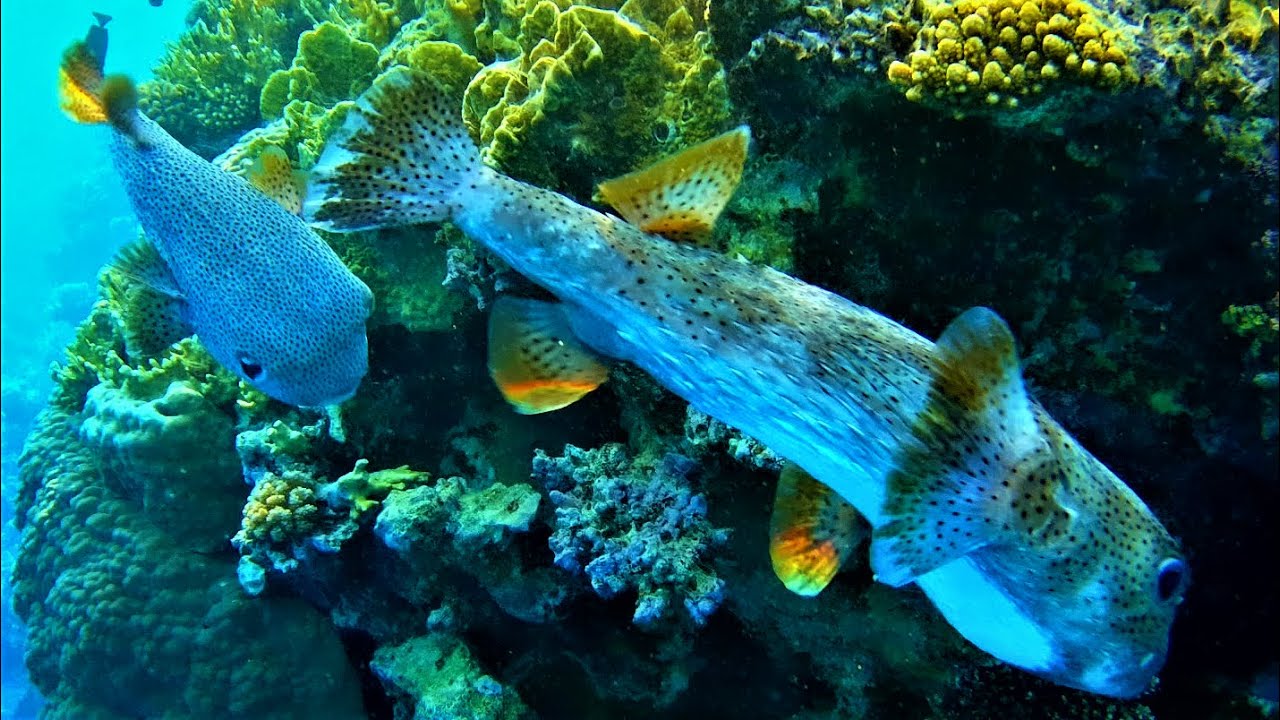 Spot-fin porcupinefish (Diodon hystrix), spotted porcupinefish, black ...