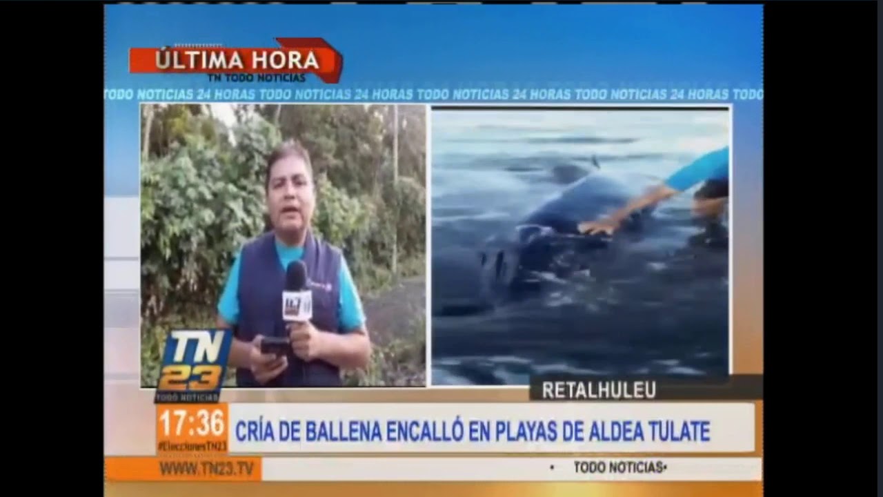 Cría de ballena encalló en playas de aldea Tulate - YouTube