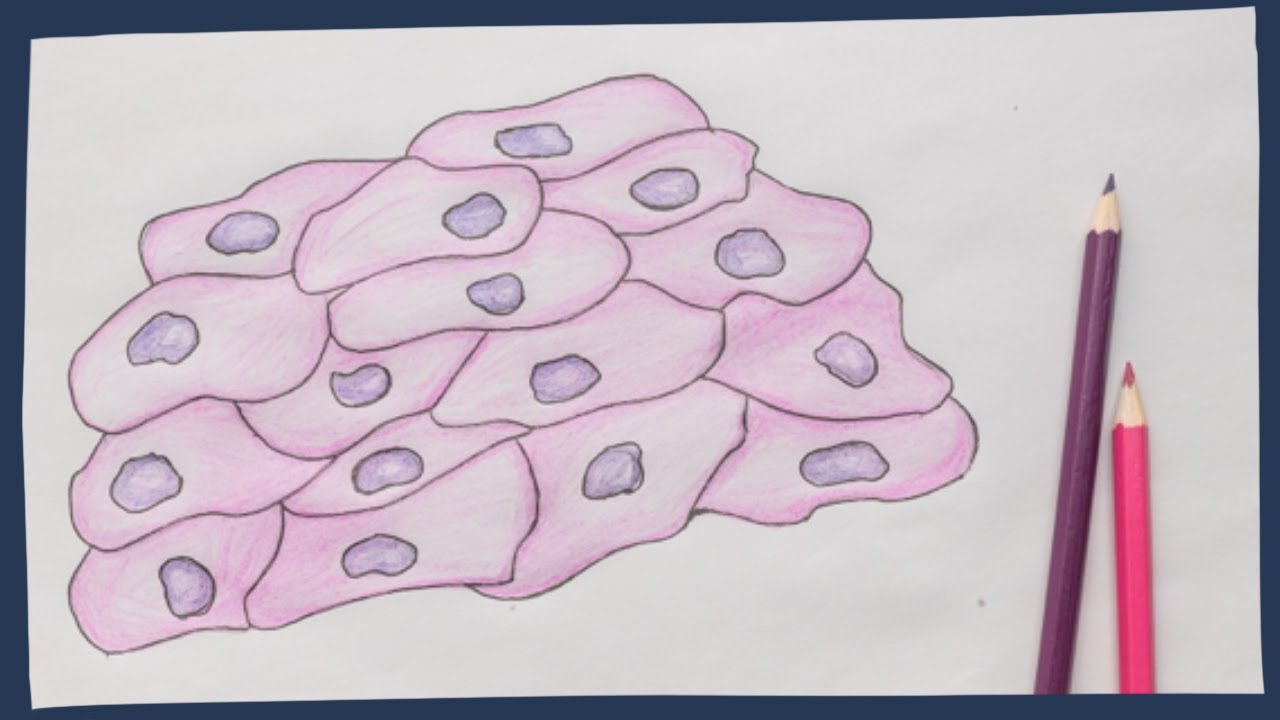 Epithelium: the basics - Biology tutorial - YouTube