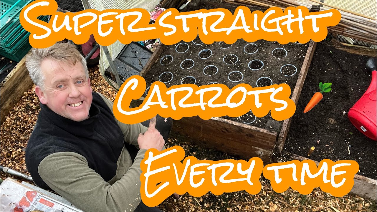 How to ALWAYS grow straight carrots 🥕 - YouTube