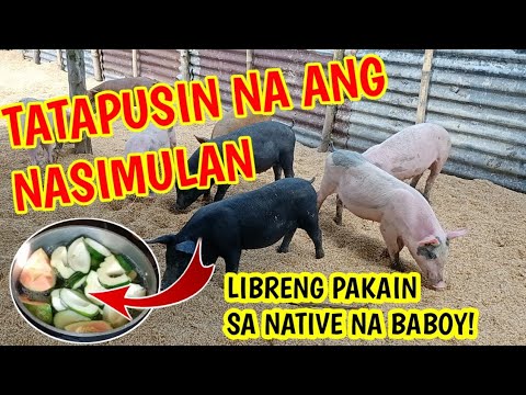 LIBRENG PAKAIN PARA SA NATIVE NA BABOY|MANGUNGUMA TV - YouTube