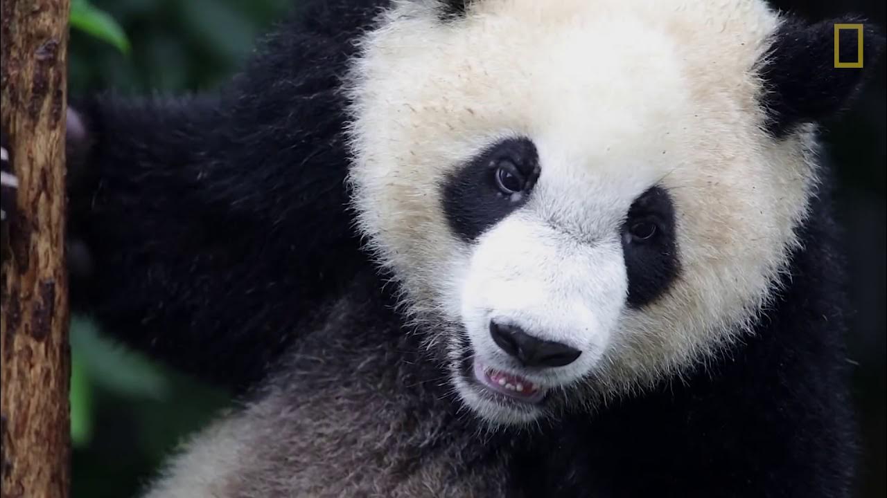 71 Giant Pandas 101 Nat Geo Wild - YouTube