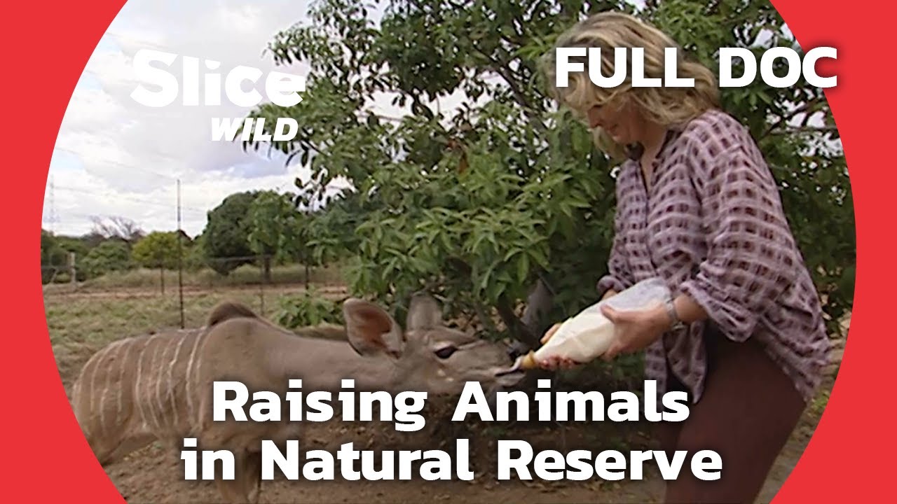 Catch and Release: South Africa's Effort to Save the Ecosystem | SLICE ...