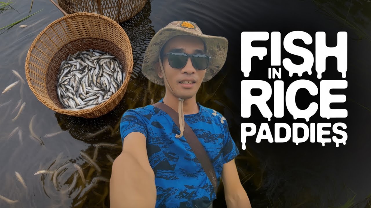 Catching Fish in Rice Field with Bamboo Trap (Lop) | Cambodia Village ...