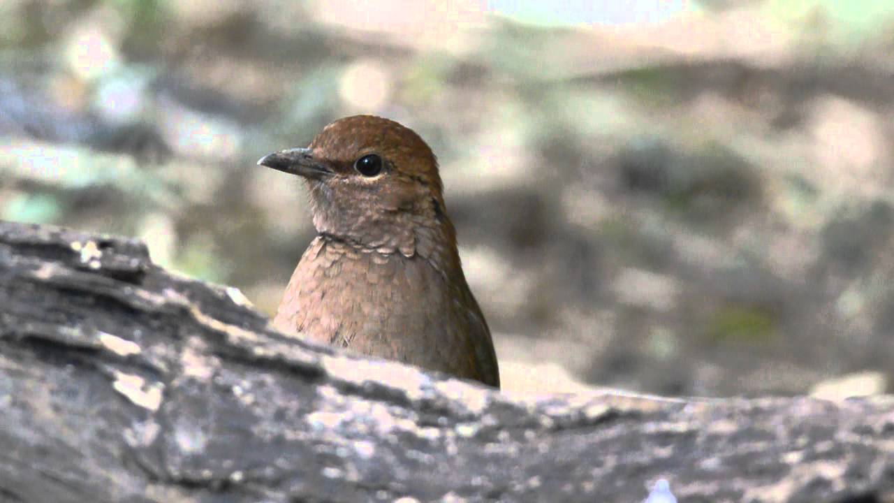 rusty-naped pitta (Hydrornis oatesi) - YouTube