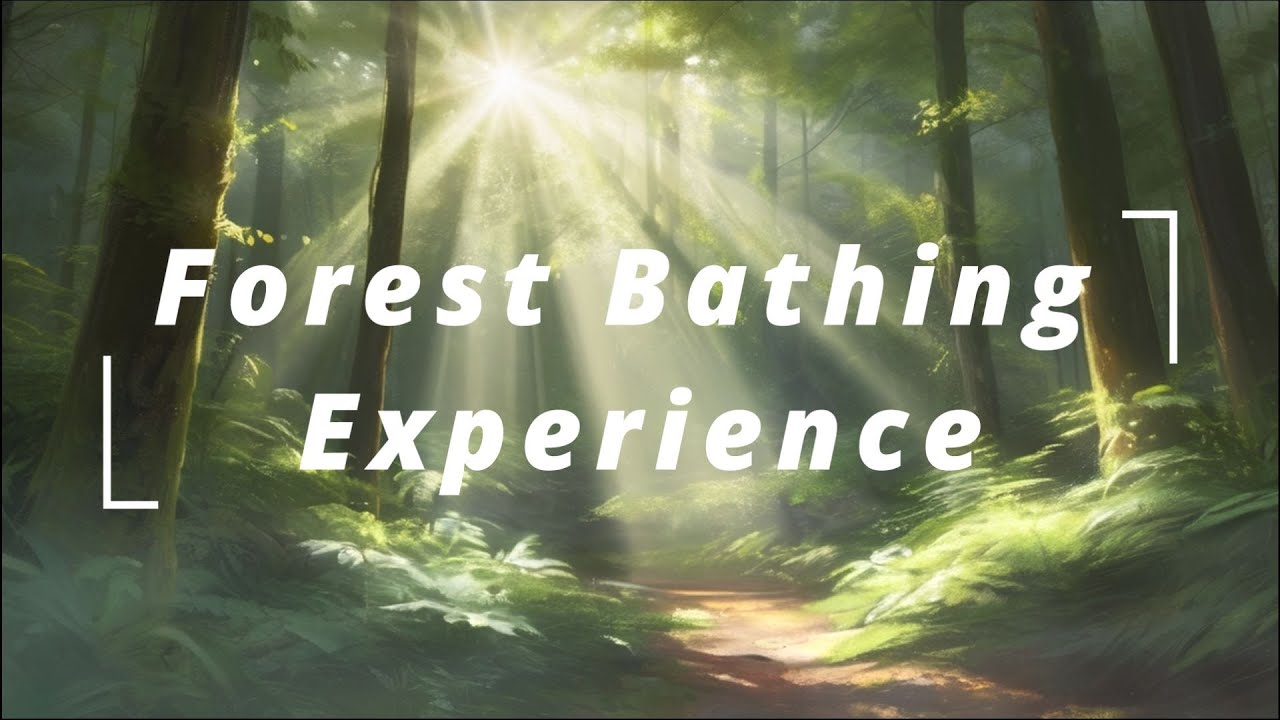Forest Bathing Experience - Tranquility in Nature - YouTube