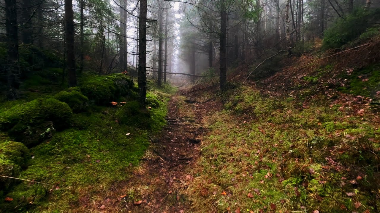 Walk in the forest | Gopro Hero 11 Black - YouTube