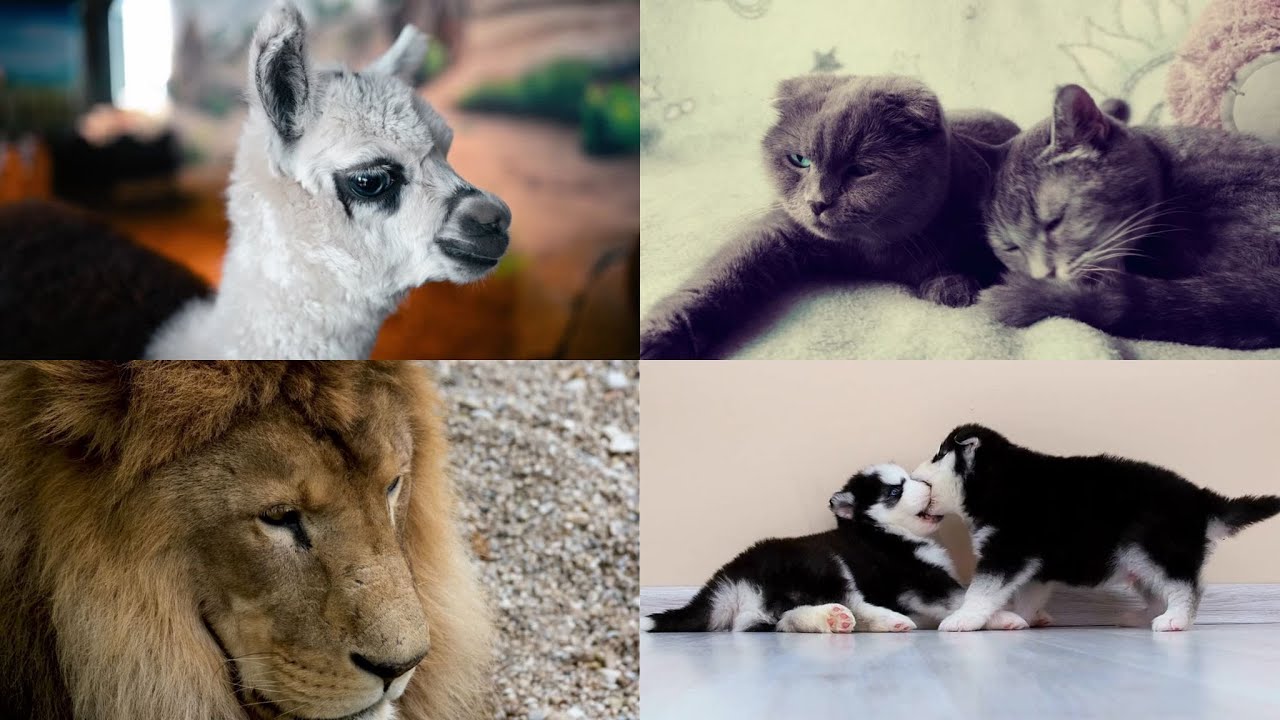 cute baby animal videos complication - Cutest Animals Video - YouTube