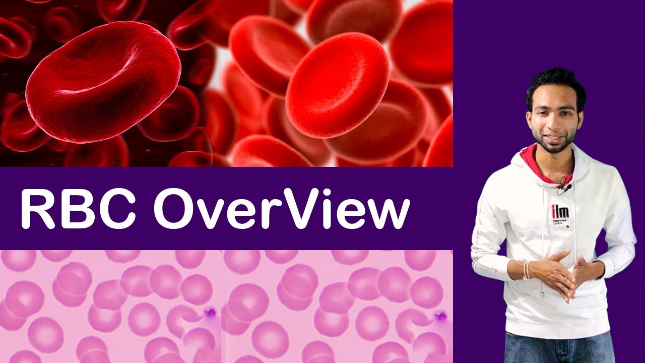 RBC Overview ( Synthesis/ Structure/ Adaptation / Destruction ) - YouTube