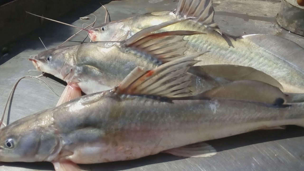 7 March 2023,😍😱Chandpur famous hilsha fresh fish Padma River, osm ...