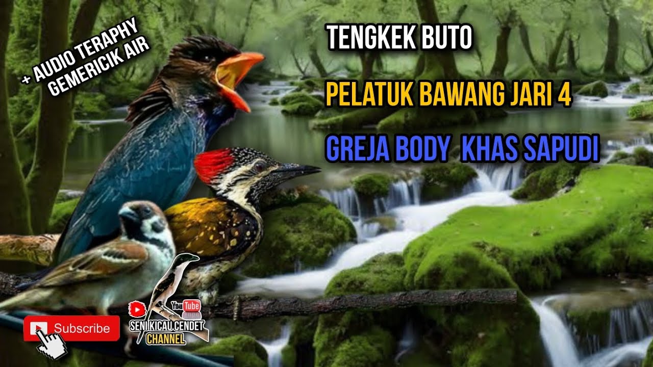 Masteran Untuk Mencetak Cendet.! Masteran TENGKEK BUTO, Pelatuk Bawang ...