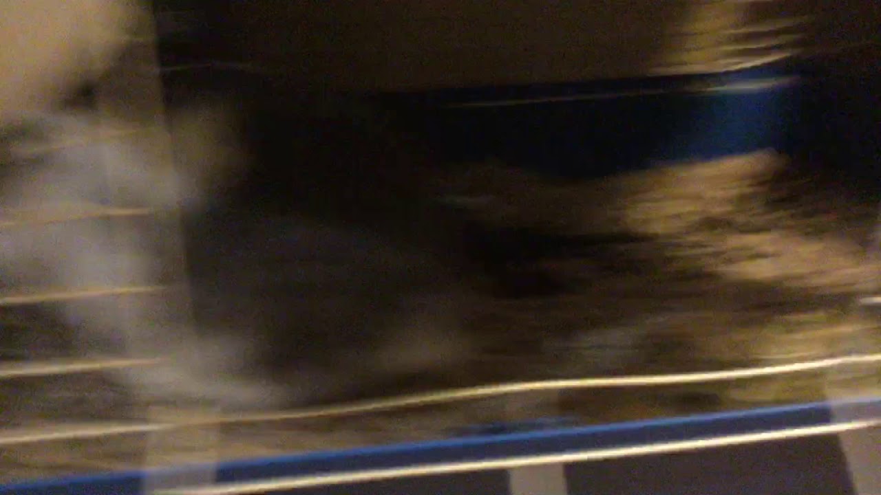 National Geographic rabbits! Part 2 - YouTube