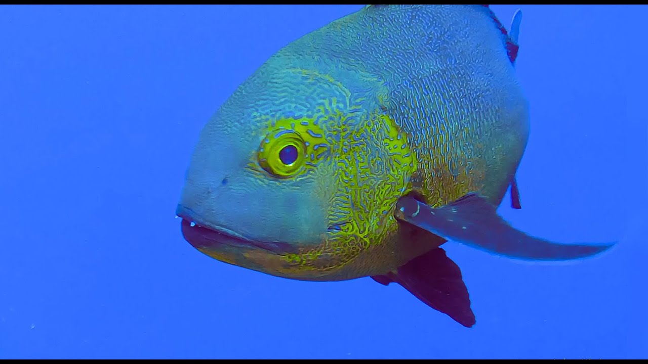 Diving at AMAZING Talima and Baring fish Sanctuary in Olango Cebu ...