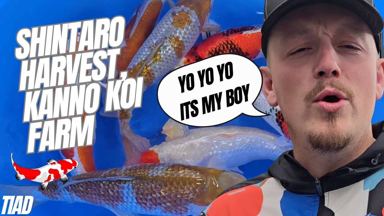 Shintaro koi farm sansei harvest and Kanno koi farm buying koi #koi # ...