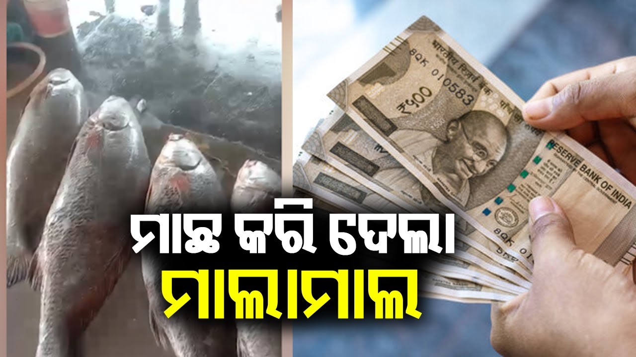 Balasore: Fisherman catches 29 Telia Bhola fish, sells for Rs 33 lakh ...