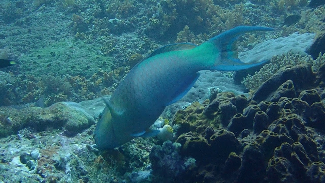 Parrotfish eating algae - YouTube