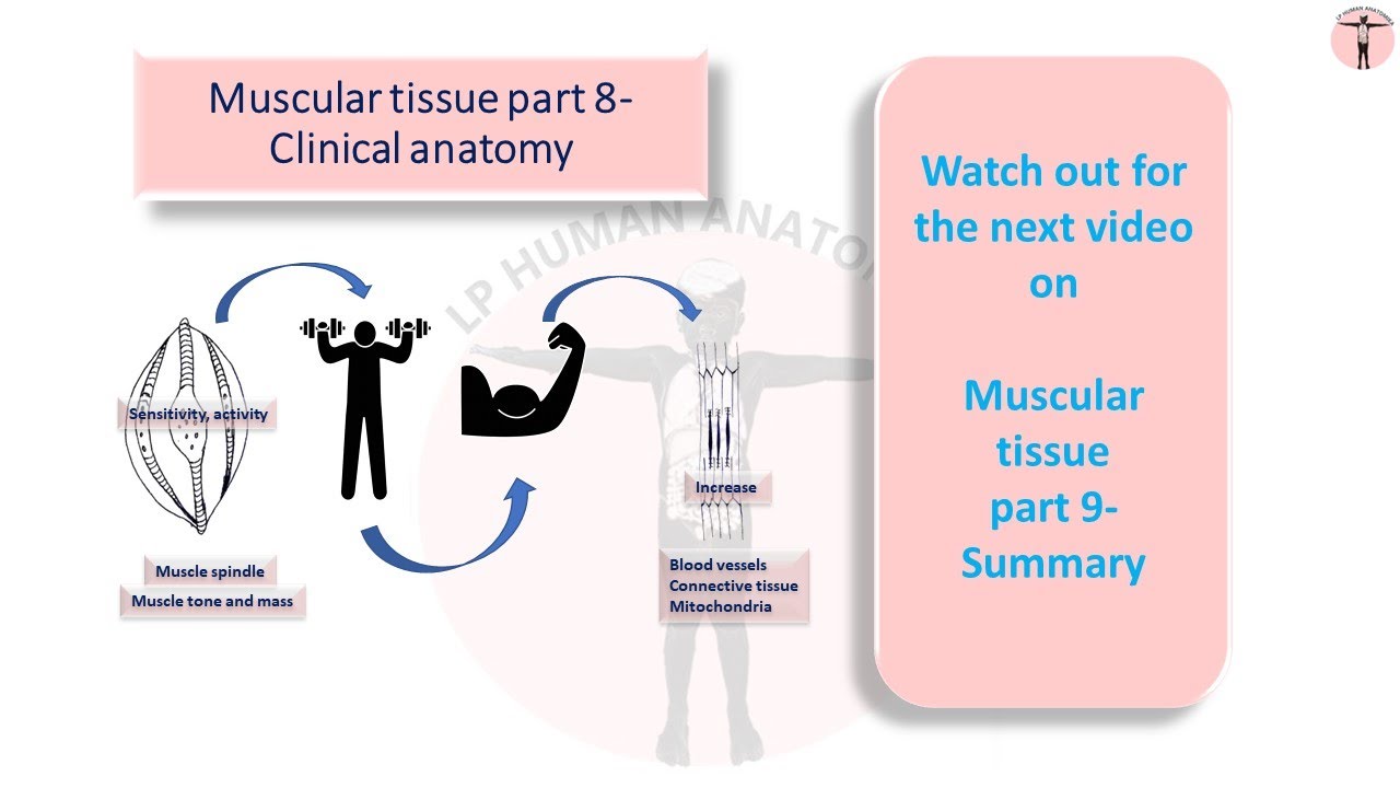 Muscular tissue part 8- clinical anatomy - YouTube