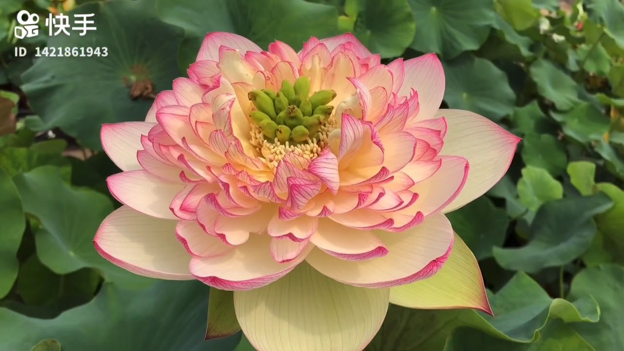 Pink Brocade Lotus - YouTube