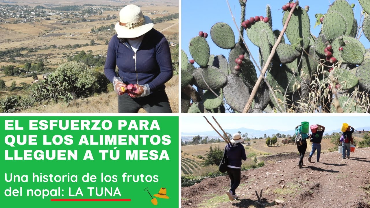 LA TUNA. EL FRUTO QUE DA EL NOPAL - YouTube