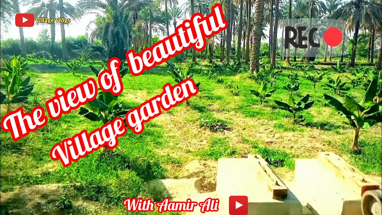 The view of beautiful village garden#villagevlog10 - YouTube