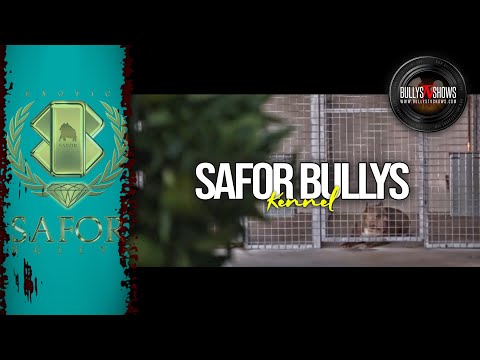 SAFOR BULLYS