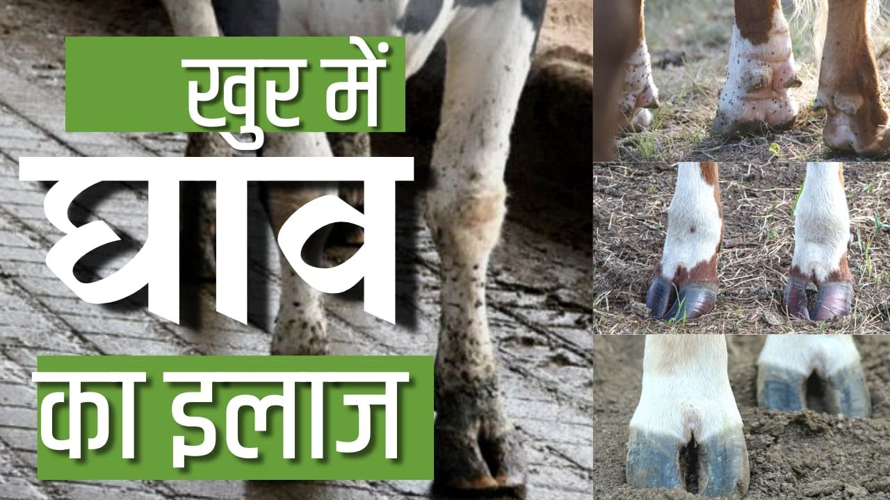 Buffalo ke Khur ke Ghav ka Gharelu ilaj Ramawat - YouTube