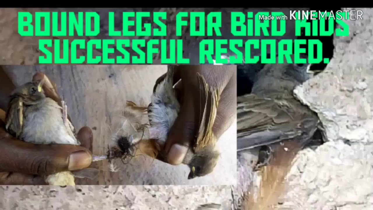 Two birds with bound legs rescured - YouTube