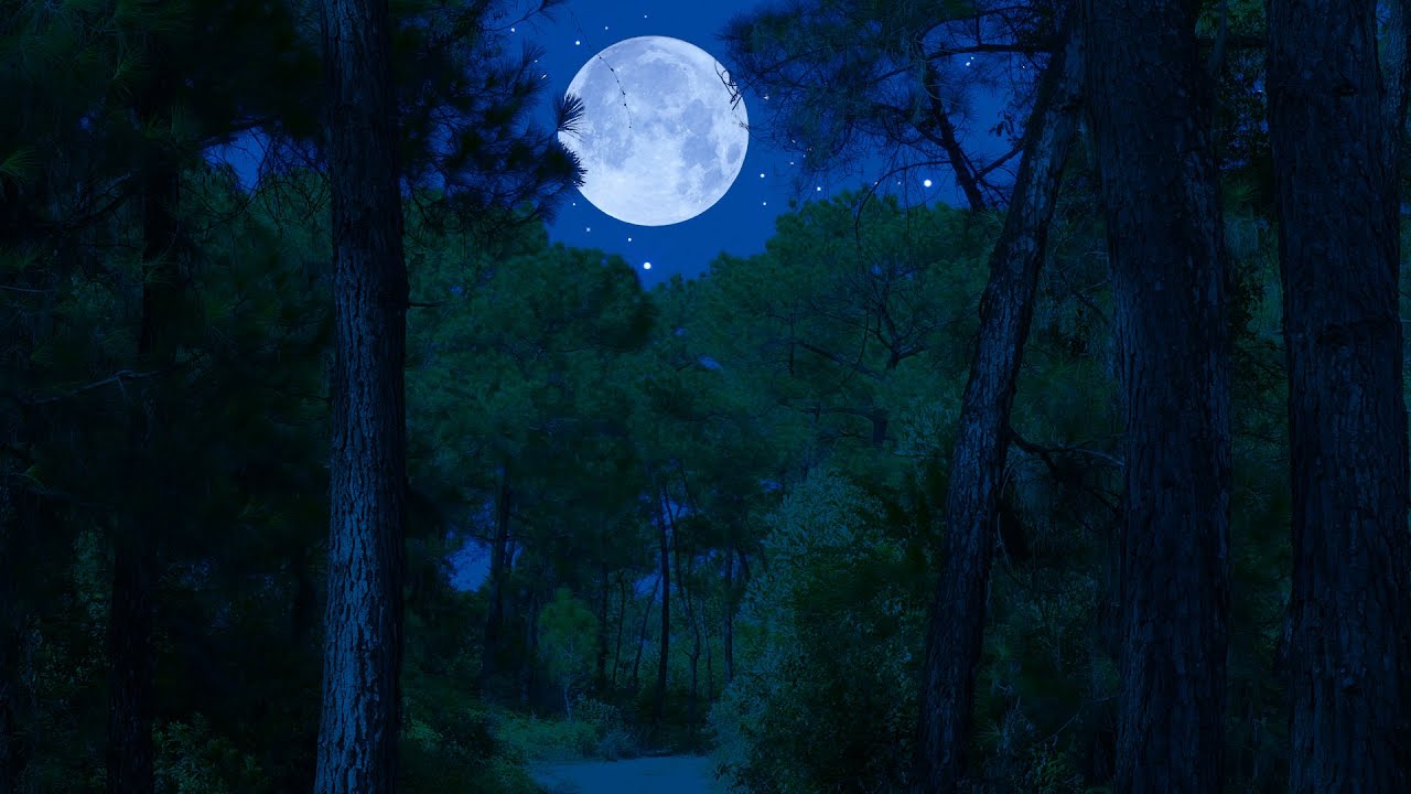 Night Ambient Sounds | Soothing Crickets & Beautiful Night Views ...
