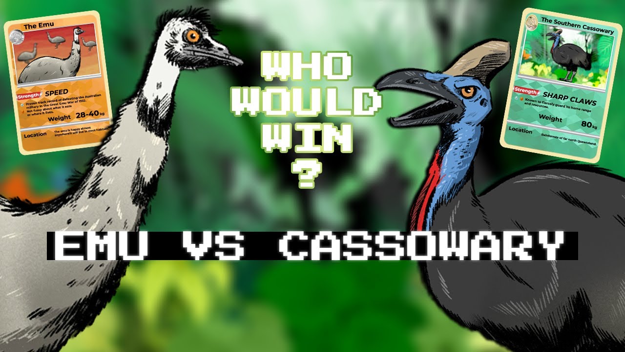 Emu vs Cassowary: Who would win in a fight? - YouTube