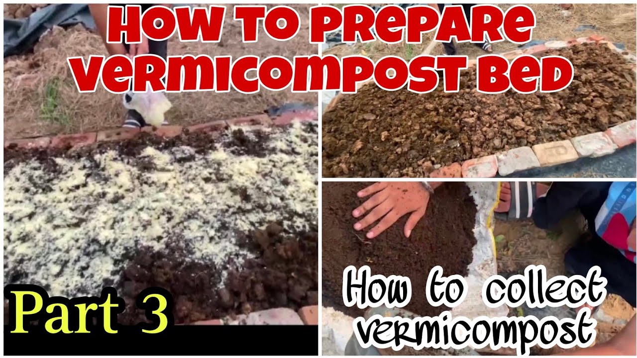 How to prepare vermicompost bed l How to collect vermicompost l Part 3 l@sidhuandsekhonvlogs1700 ...