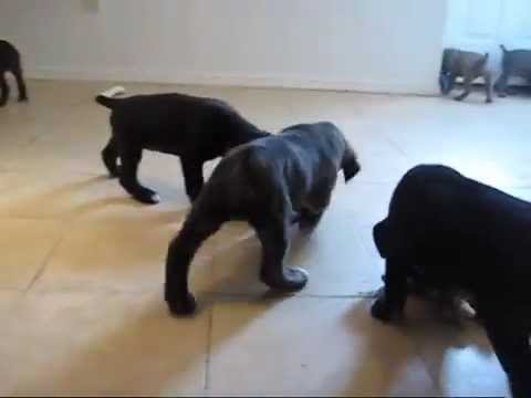 Cane Corso Puppies Playing - YouTube