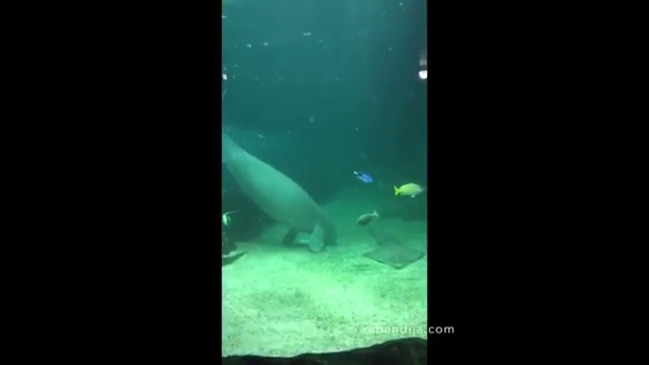 Funny Dugong playing on the Sydney Aquarium / Simpatico Dugong jugando ...