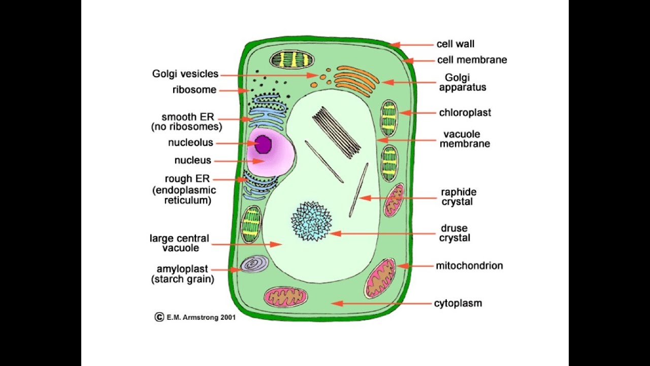 PLANT CELL COMPONENTS WITH EXPLAINATION || MODEL MAKING || IN ENGLISH ...