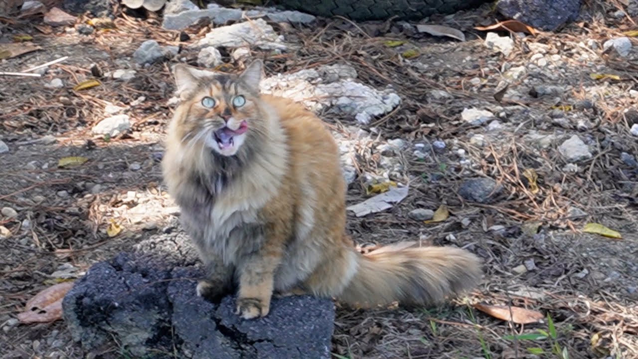 The most loyal cat in the world - YouTube