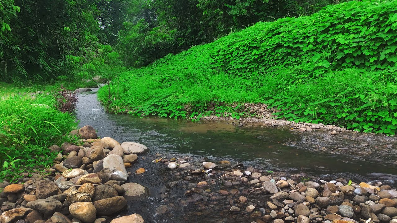 Morning babbling brook Nature Sounds, Relaxing Stream River Sounds ...