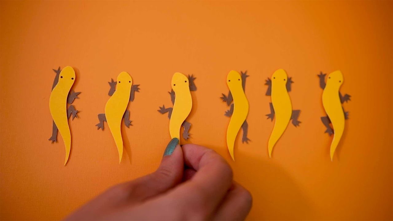 Behind the scene Lizard walk cycle | Stop-motion animation in ...