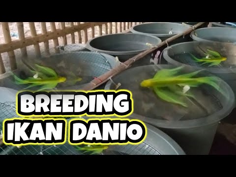 Breeding ikan danio slayer glofish - YouTube