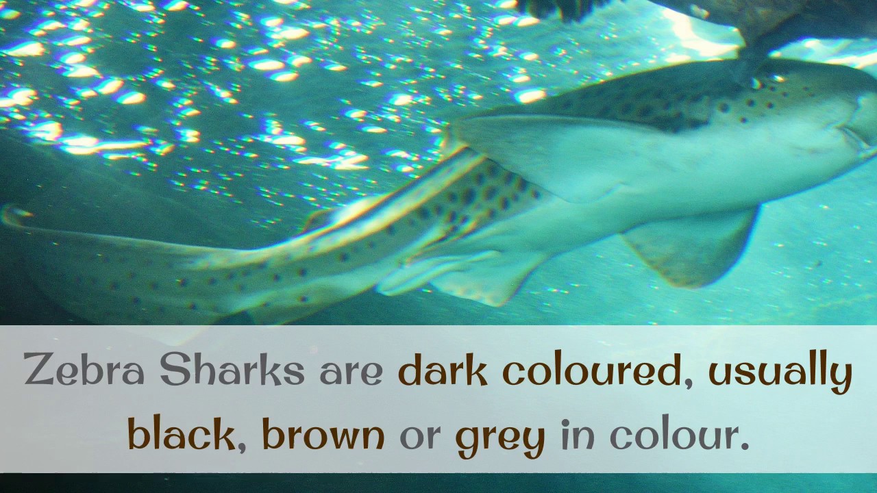 18 Unknown Facts You Should Know About Zebra Shark - YouTube