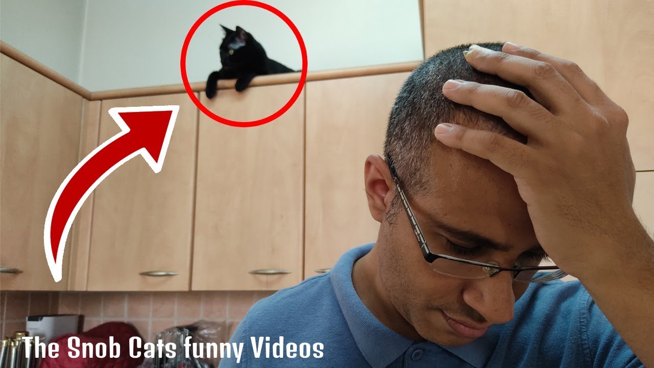 The Snob Cats Funny Videos | Cats And Magic Tricks - YouTube