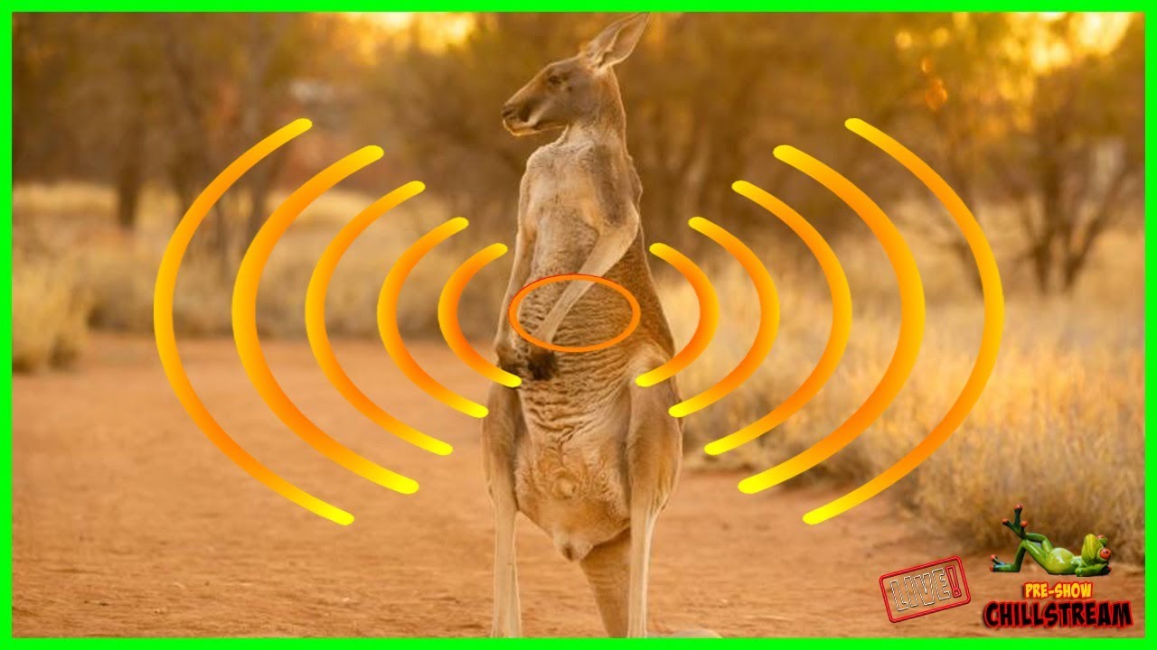 🦘Kangaroo Talks To Bruce | 🏴‍☠️ Digging For Treasure Wooo 🏴‍☠️ | Lots ...