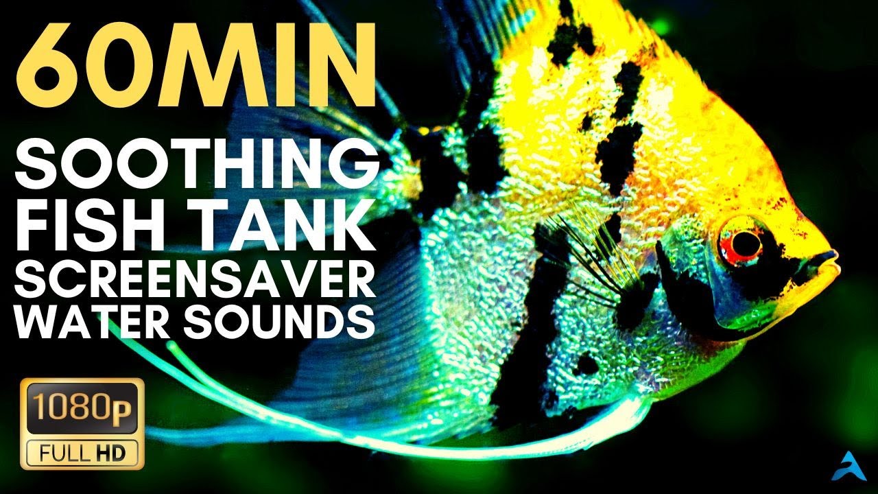 60min Soothing Stunning Fish Tank TV Screensaver For Sleep Relaxation ...