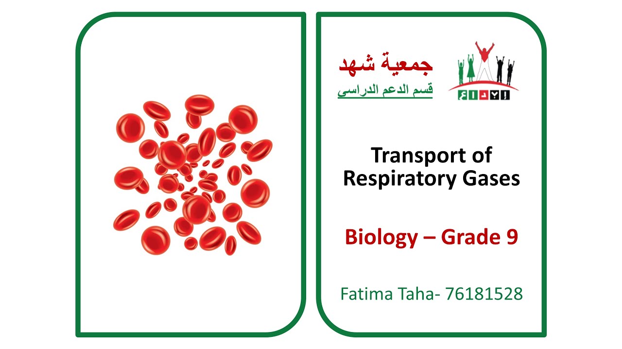 Ibda3 - GR9 - Biology - Transport of Respiratory Gases - YouTube