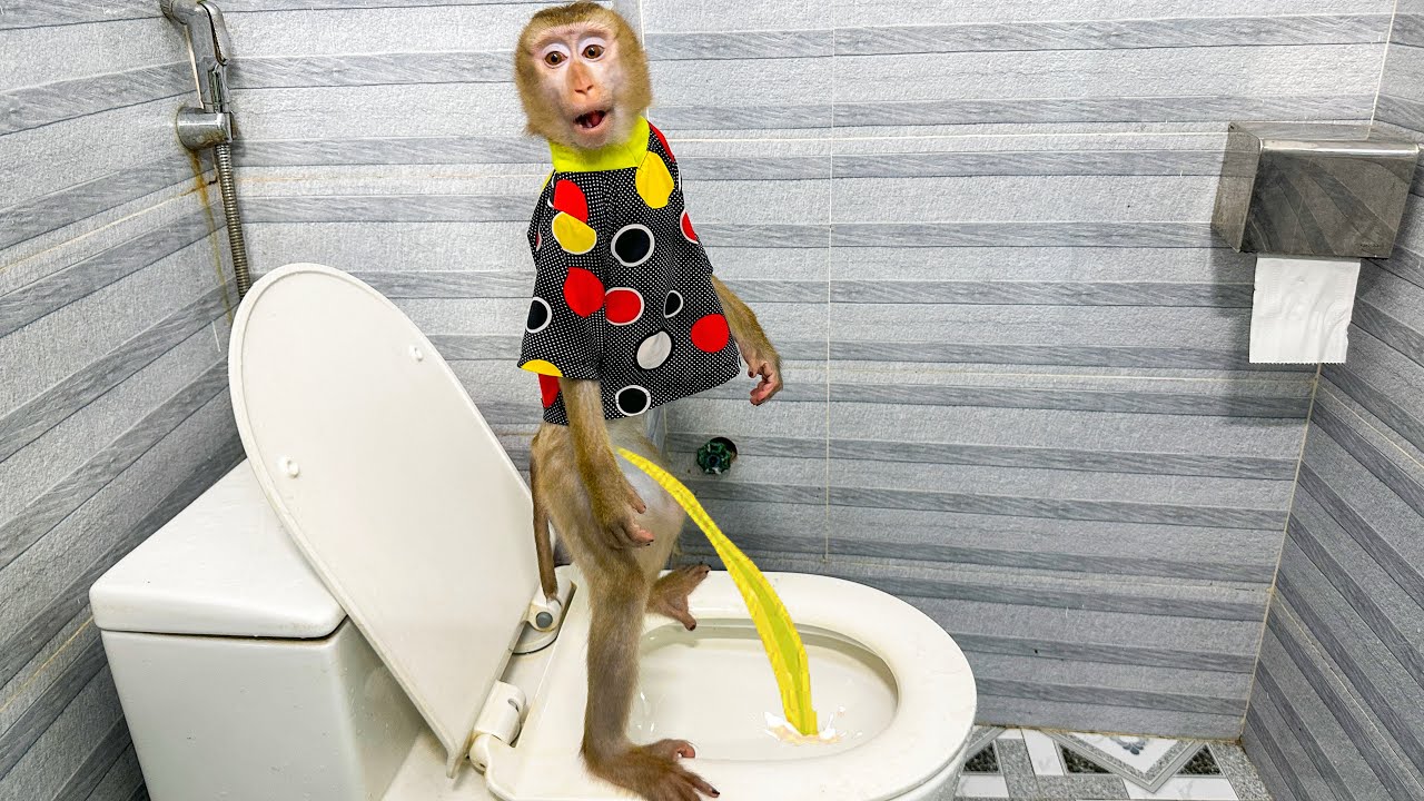 Believe it or not! Monkey Kaka can go to the toilet! - YouTube