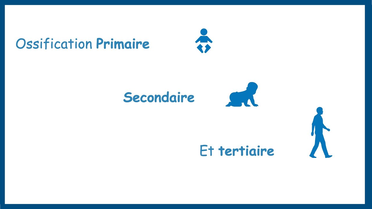 L'ossification Primaire, Secondaire Et Tertiaire- Définitions Et ...