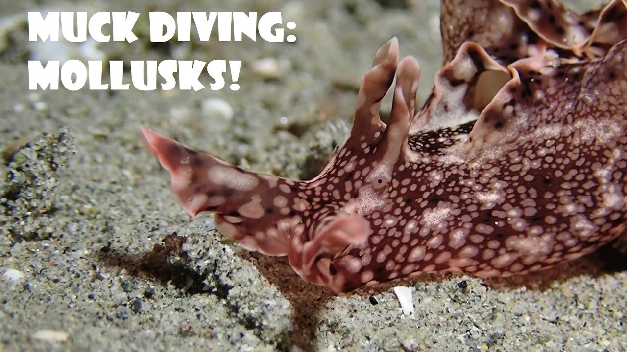 Mollusk Muck Diving Magic - YouTube